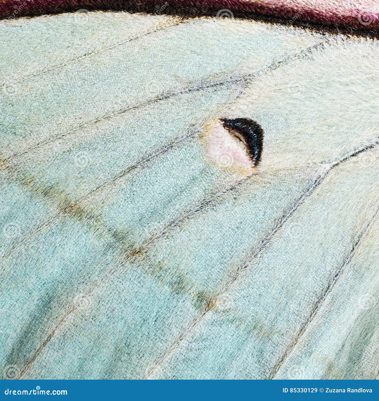 Moth Wing Dissection Micrograph Stock Photography | CartoonDealer.com ...