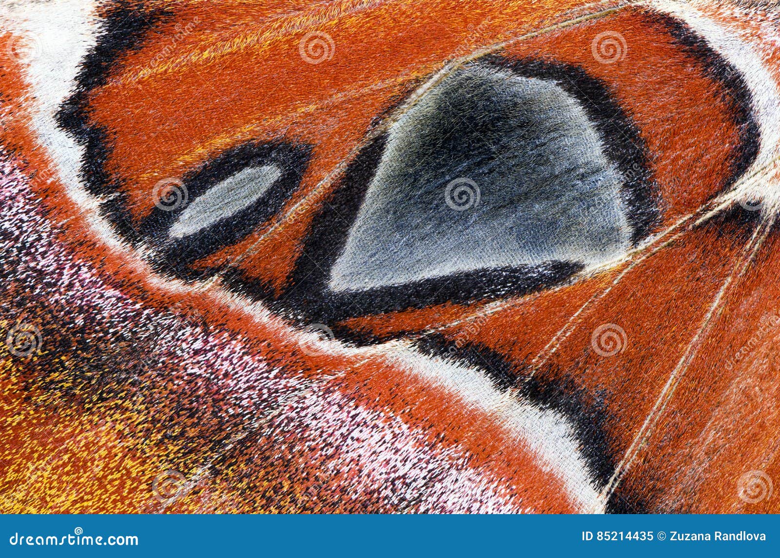 Moth Wing Dissection Micrograph Stock Photography | CartoonDealer.com ...