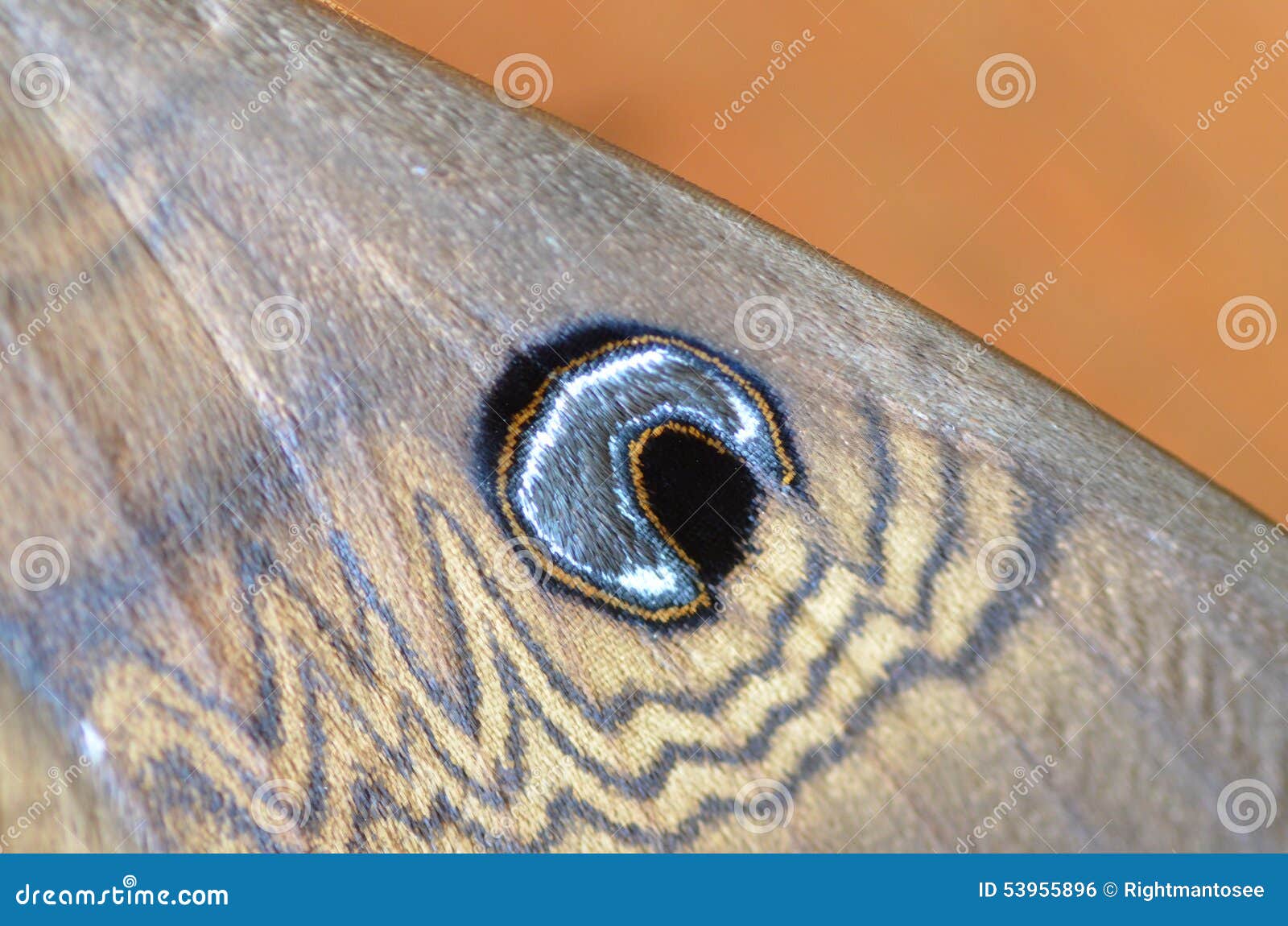 Moth wing stock photo. Image of motionless, blue, insect - 53955896
