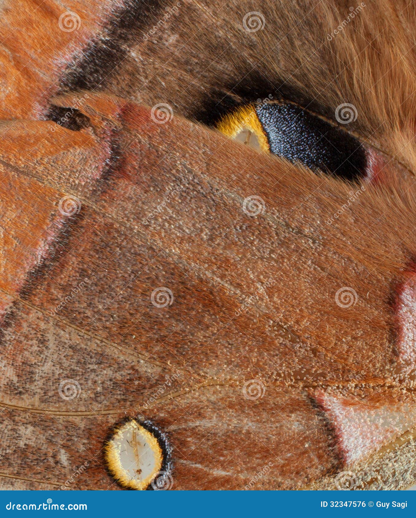 Moth wing stock photo. Image of wings, brown, moth, yellow - 32347576