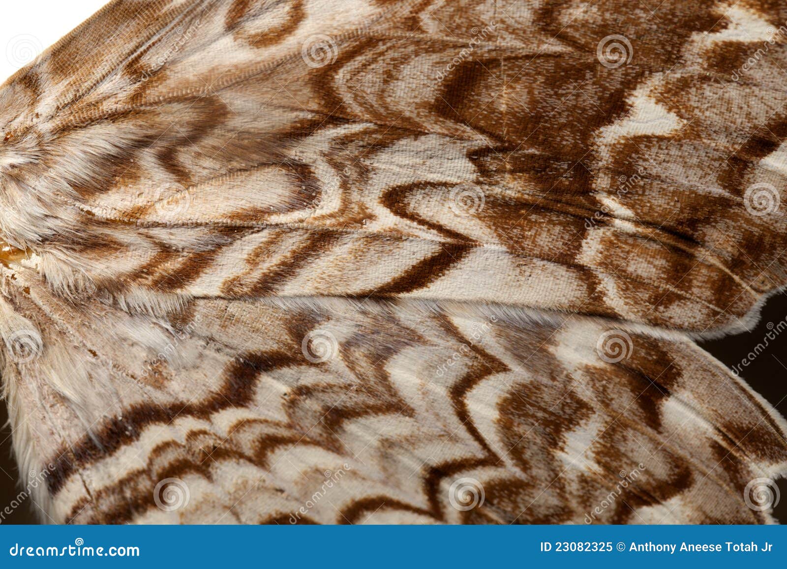 Moth Wing Closeup stock image. Image of wing, pattern - 23082325