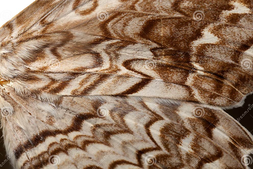 Moth Wing Closeup stock image. Image of wing, pattern - 23082325