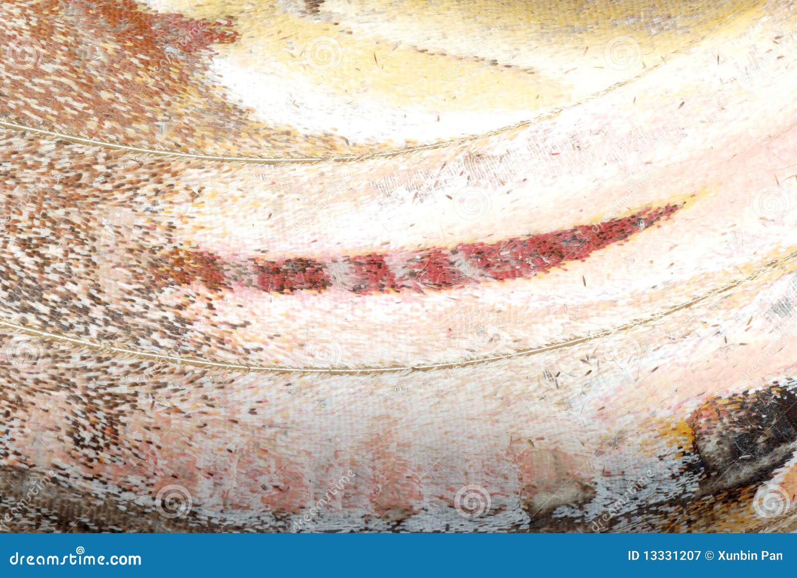 Moth Wing Dissection Micrograph Stock Photography | CartoonDealer.com ...