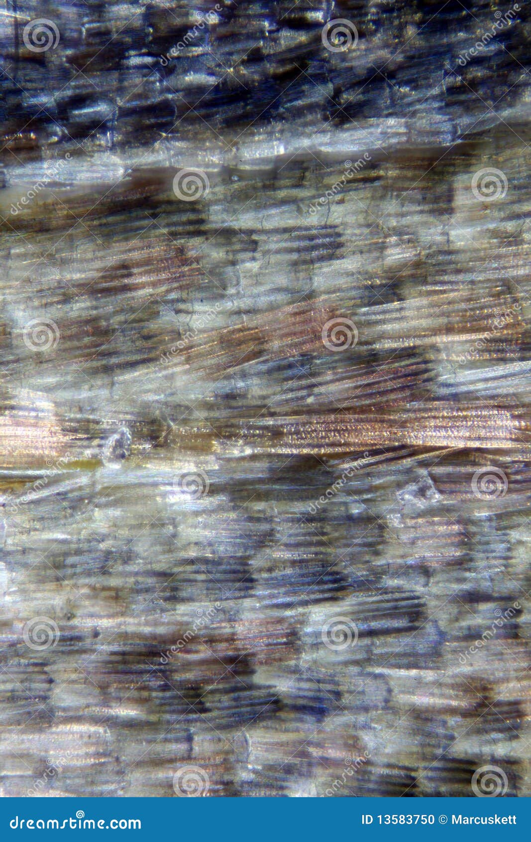 Moth Wing Dissection Micrograph Stock Photo - Image of brassicaceous ...
