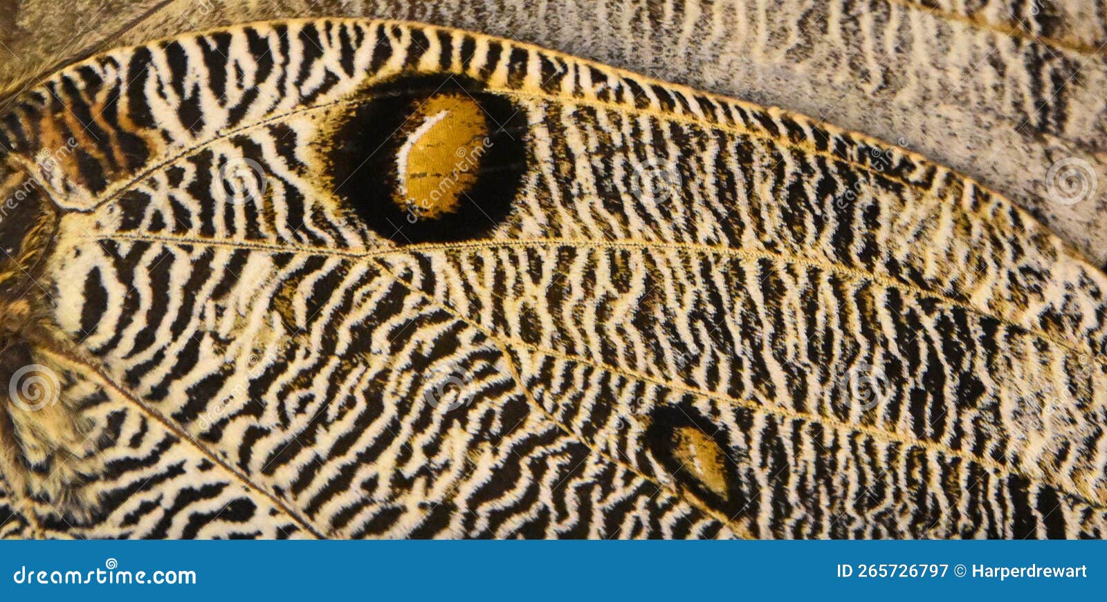 Moth Wing Pattern and Texture Stock Image - Image of wood, animal ...
