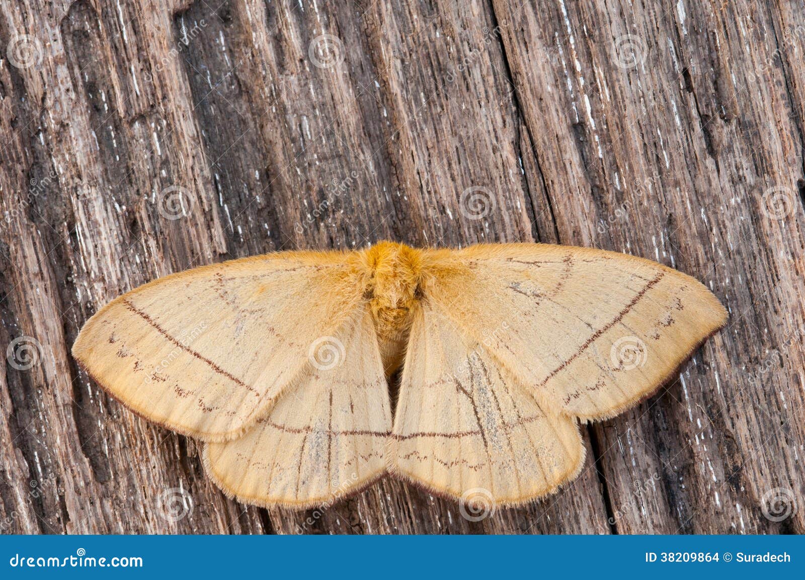 Moth On Wood Background Royalty-Free Stock Image | CartoonDealer.com ...