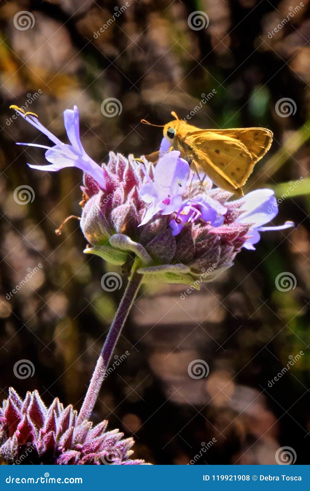 Moth stock photo. Image of moth, lands, colored, flowers - 119921908