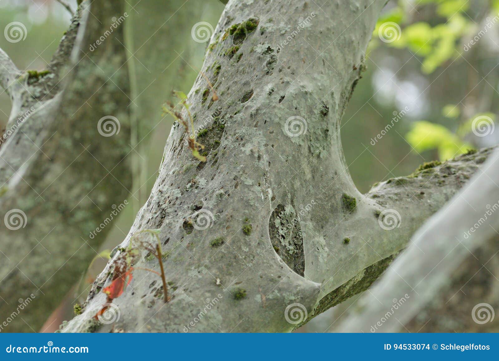Moth Yponomeutidae plague stock photo. Image of animal - 94533074