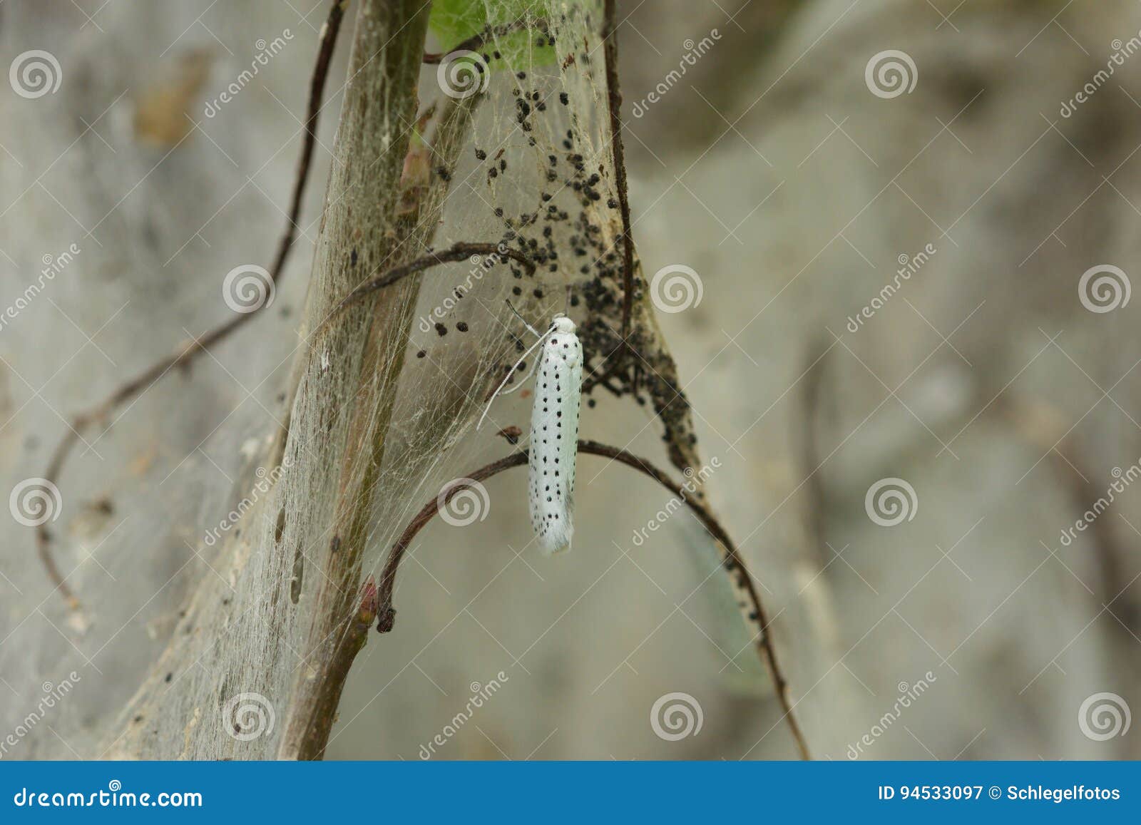 Moth Yponomeutidae plague stock image. Image of fruit - 94533097