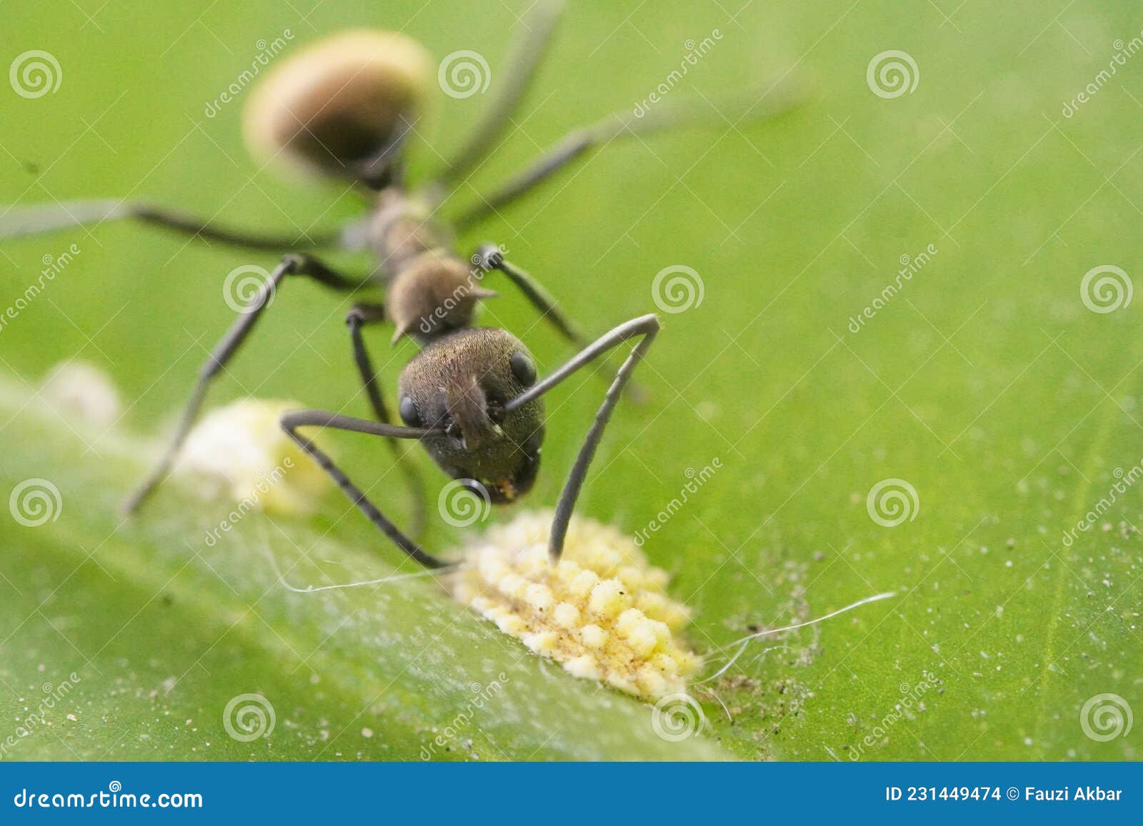 The mother ant stock photo. Image of bumblebee, animal - 231449474