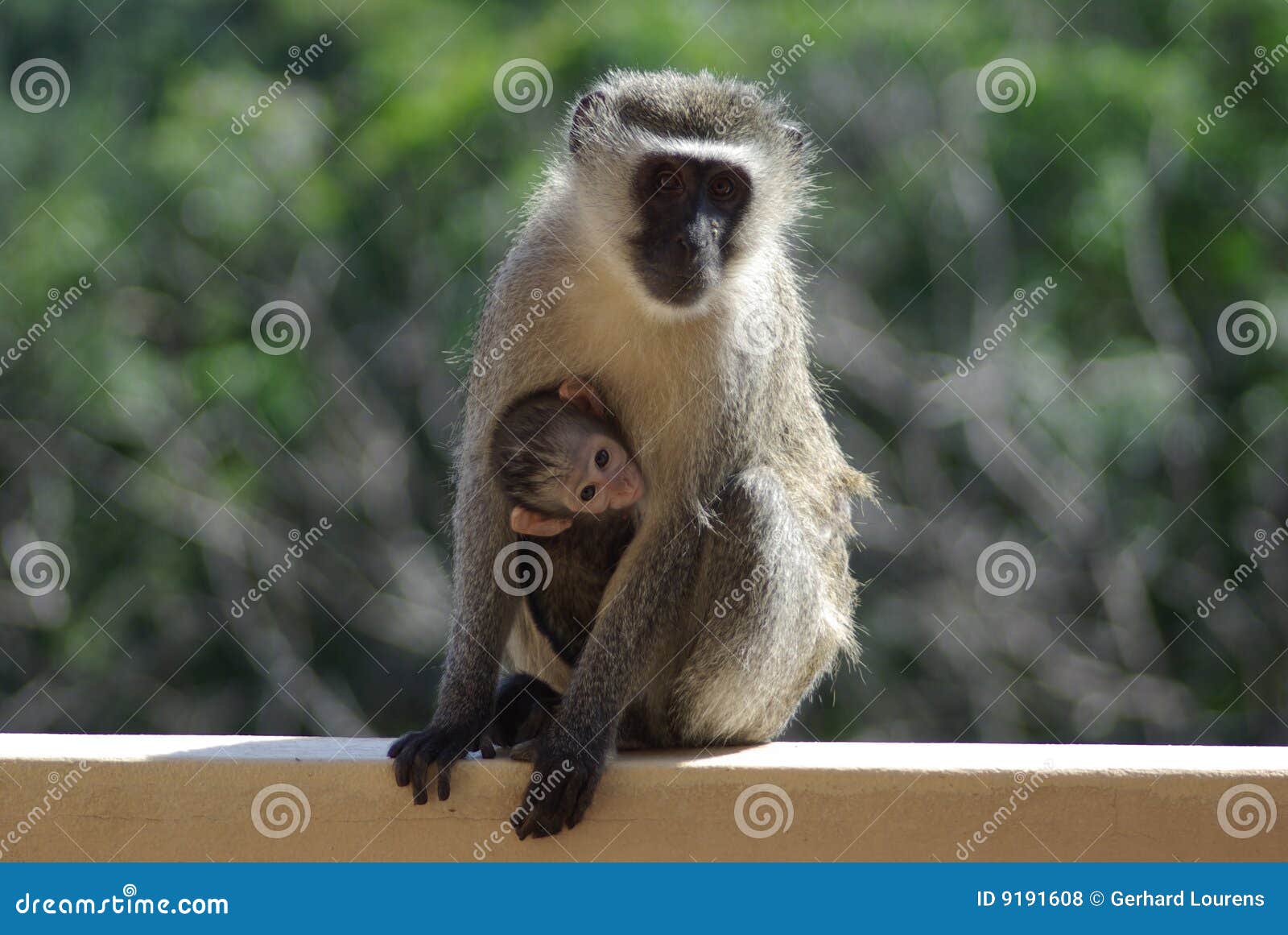 Mother Ape 2 stock photo. Image of vacation, jungle, wild - 9191608