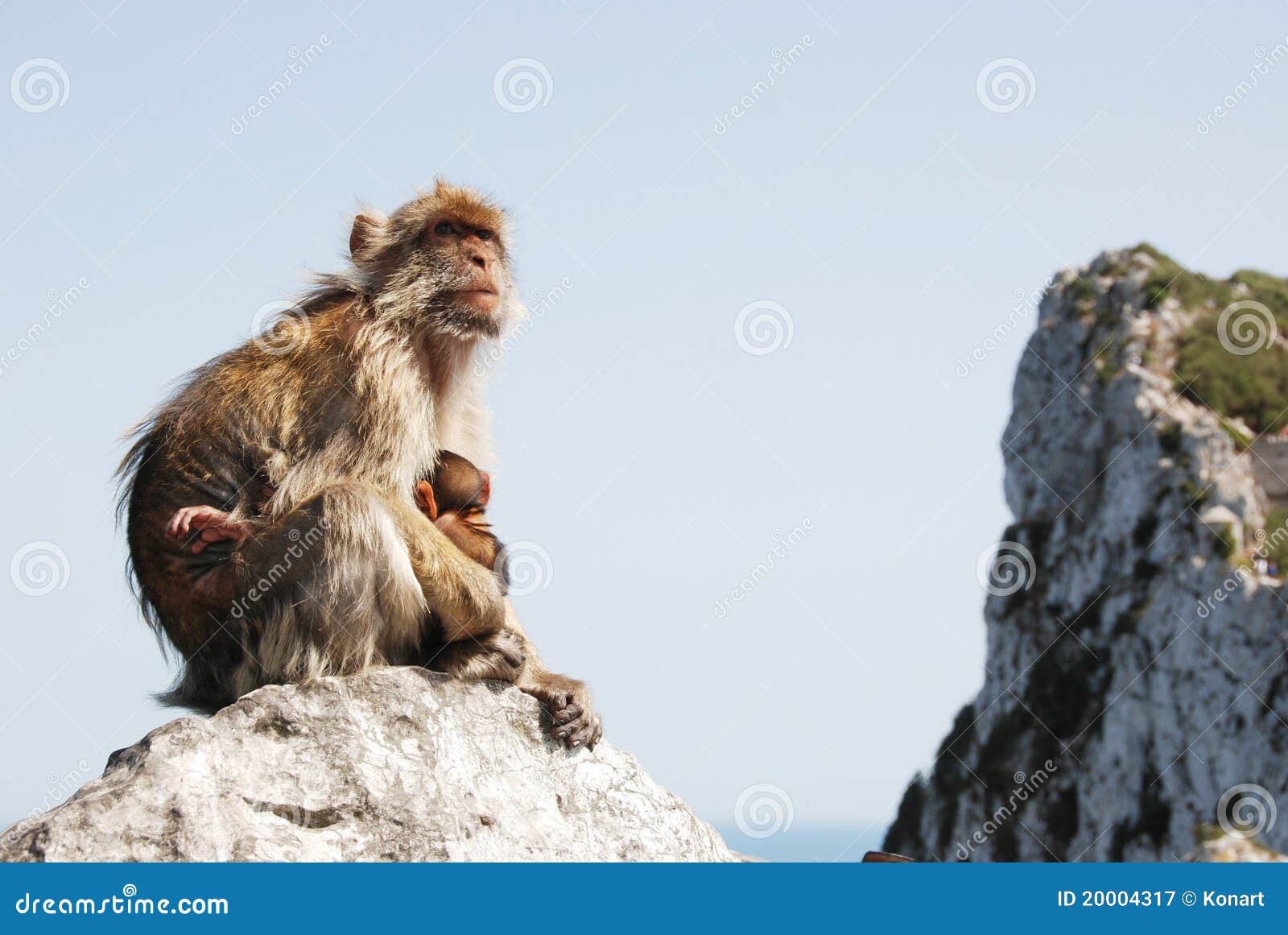 Mother Ape with Baby on Rock at Gibraltar Stock Image - Image of mother ...