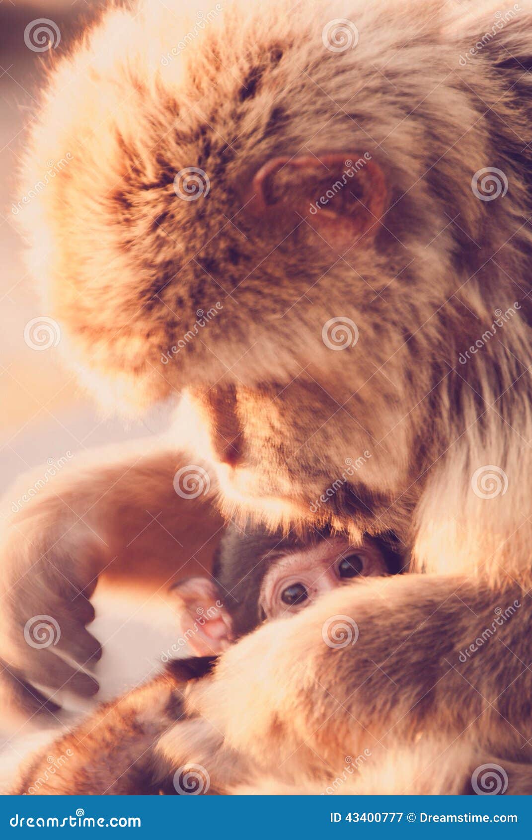 Mother ape stock image. Image of gibraltar, mother, baby - 43400777