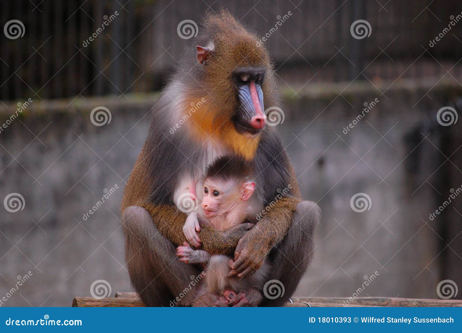 Mother Ape Holding Her Baby Stock Image - Image of holding, monkey ...