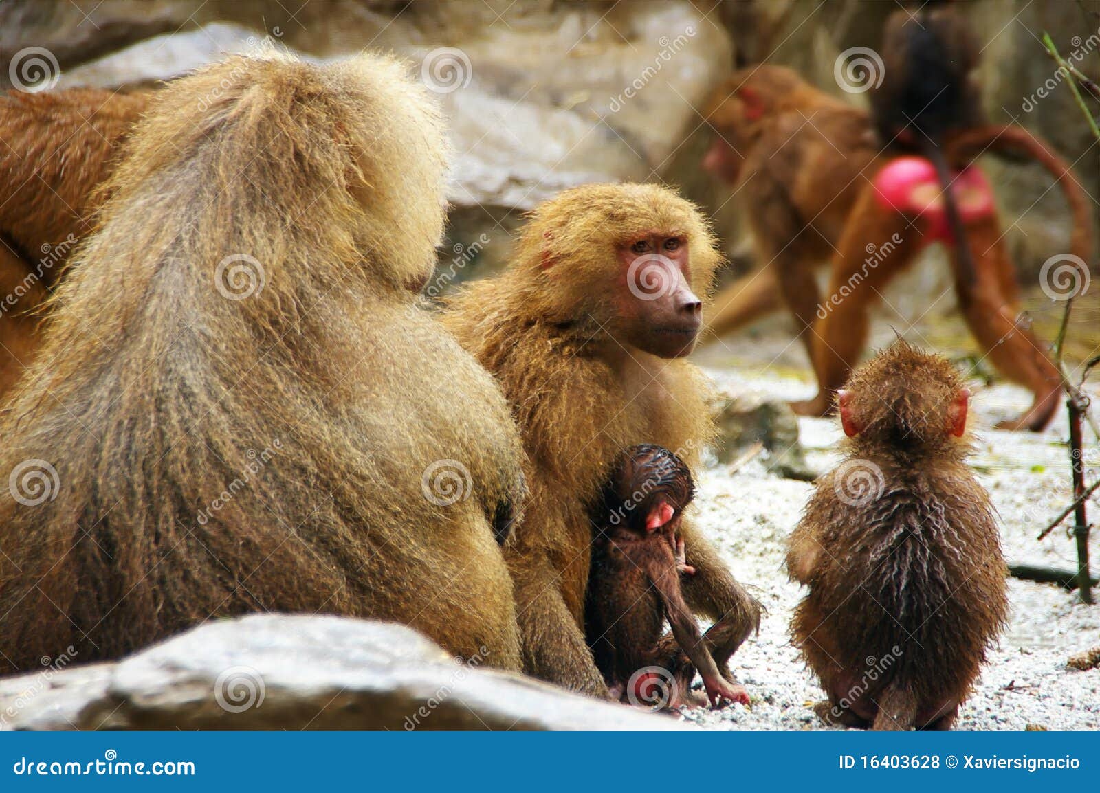Mother Baboon stock photo. Image of wildlife, together - 16403628