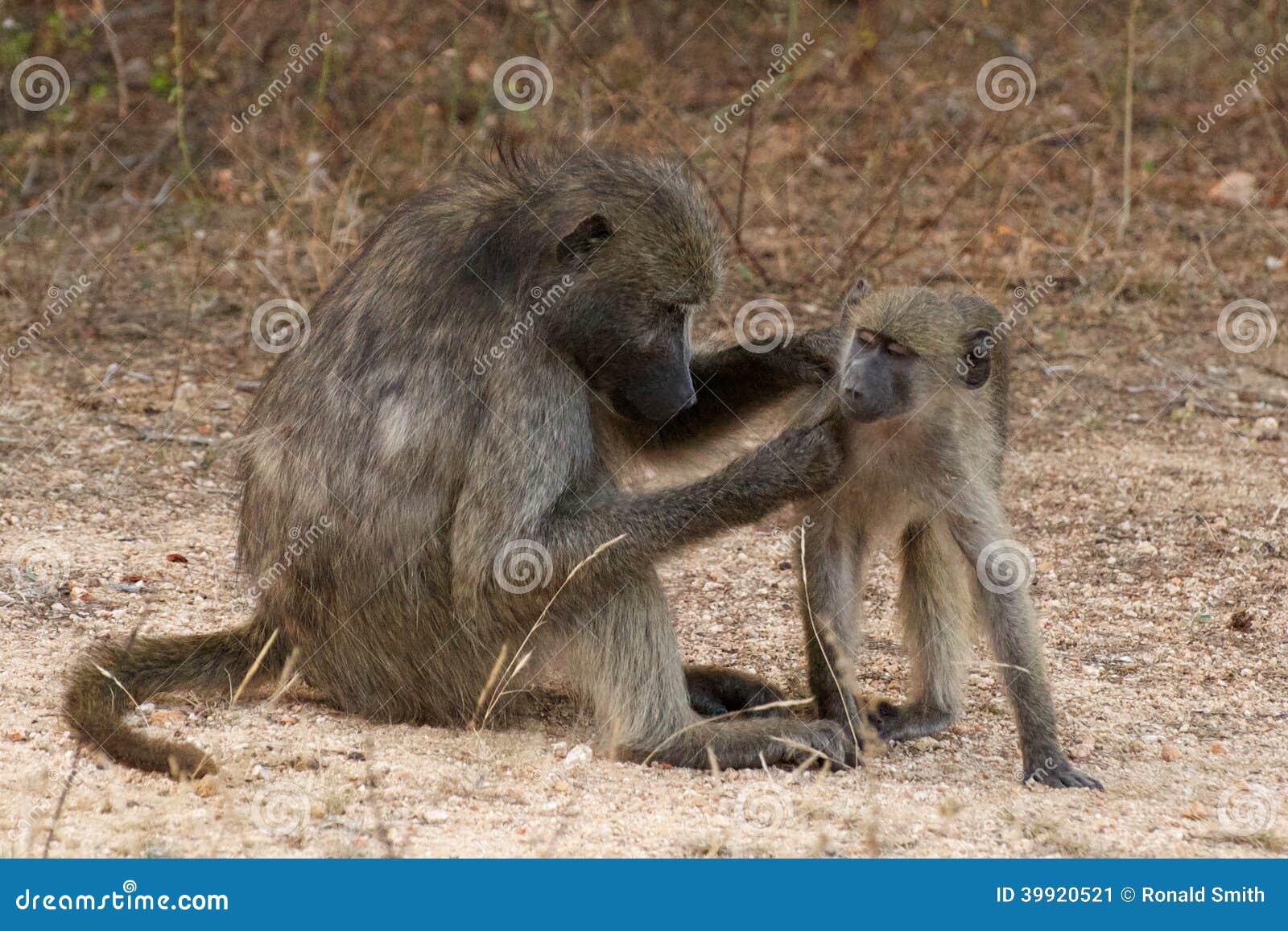 Mother baboon with baby stock image. Image of africa - 39920521
