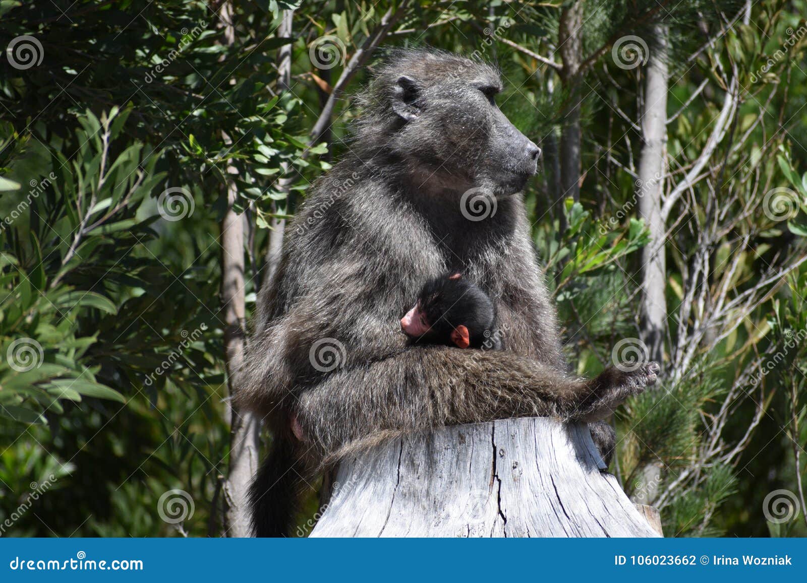 Mother Baboon with a Tiny Baby Stock Photo - Image of green, south ...