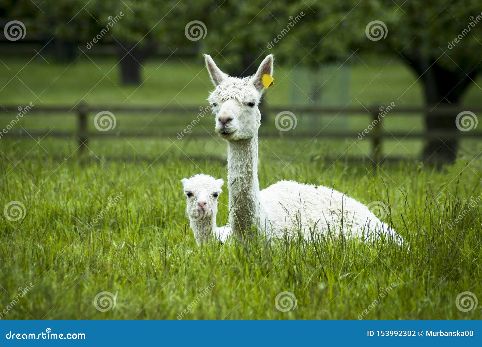Alpaca mother and baby stock photo. Image of baby, peruvian - 153992302