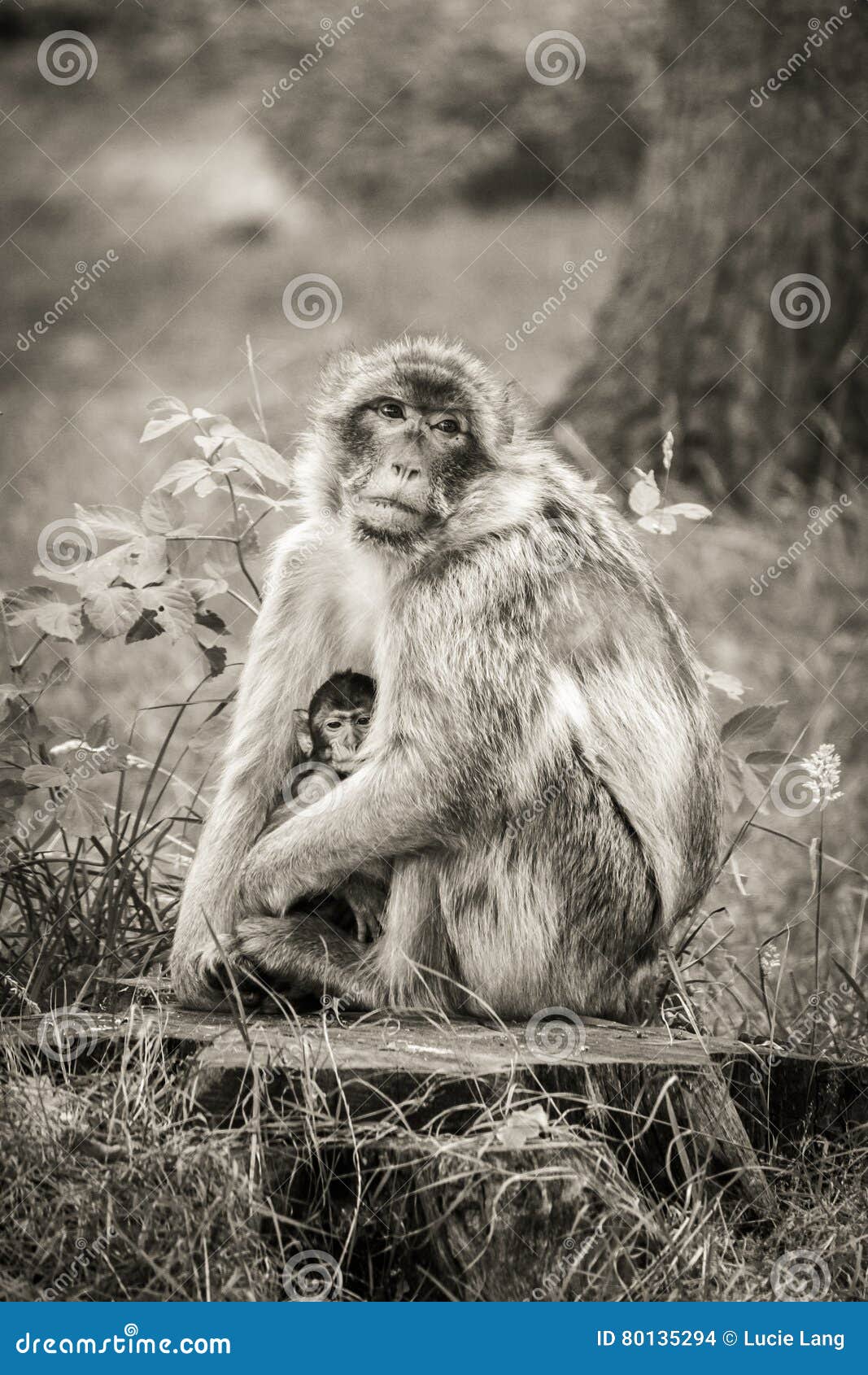 Mother and Baby Barbary Macaque Monkey. Stock Photo - Image of cute ...