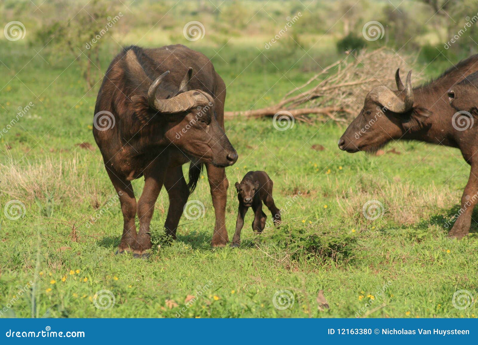 Mother and Baby Buffalo stock photo. Image of bull, large - 12163380