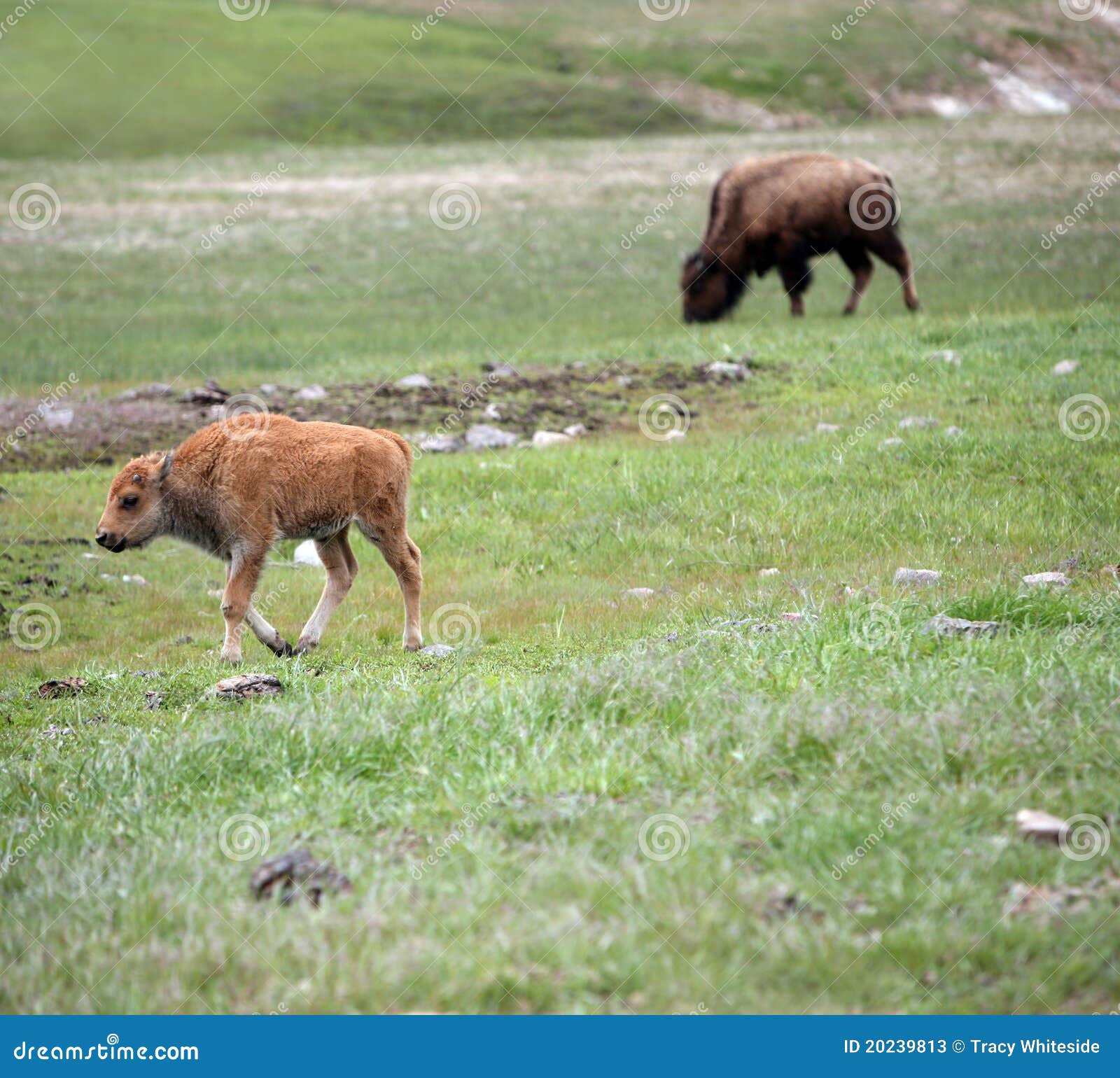 Baby Buffalo Leaps From The River To His Or Her Waiting Parents On The ...