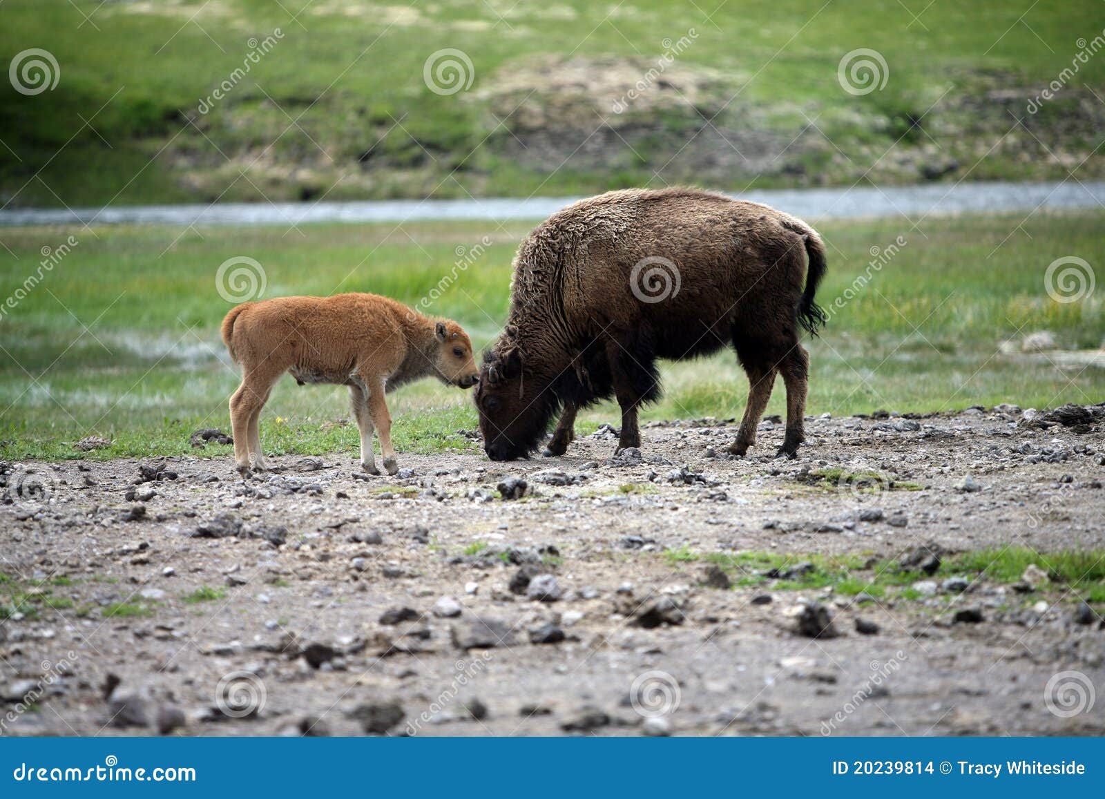 Baby Buffalo Leaps From The River To His Or Her Waiting Parents On The ...