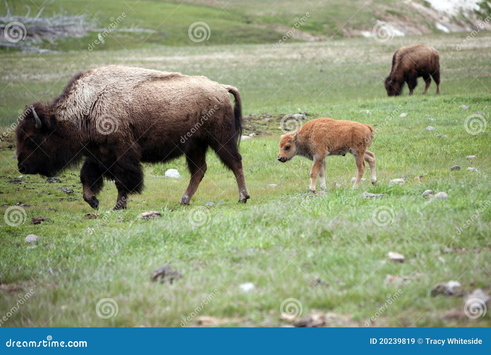 Baby Buffalo Drinking Milk Royalty-Free Stock Photography ...