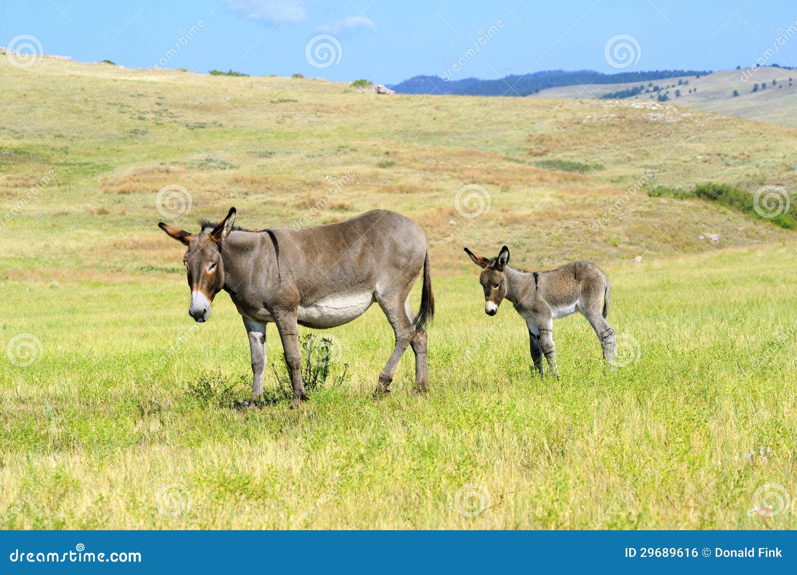 A mother and baby burro stock photo. Image of burro, young - 29689616