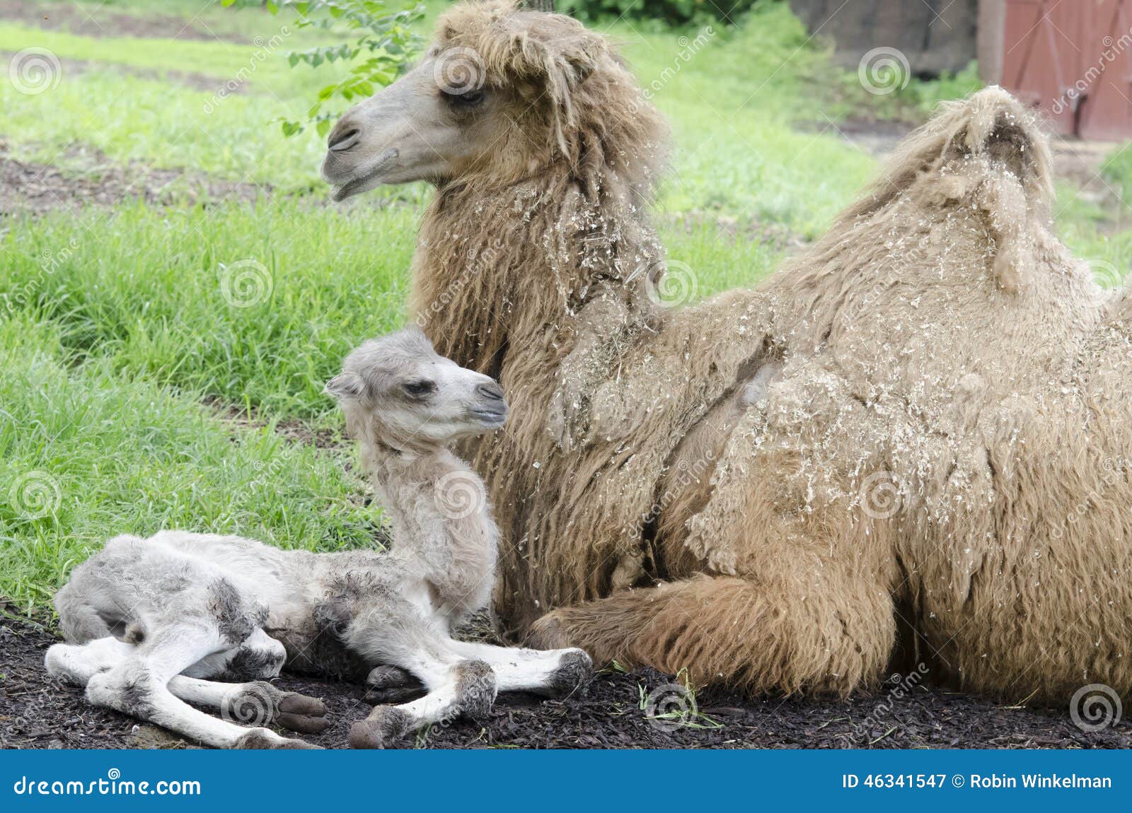 Mother and baby camel stock image. Image of mother, brown - 46341547