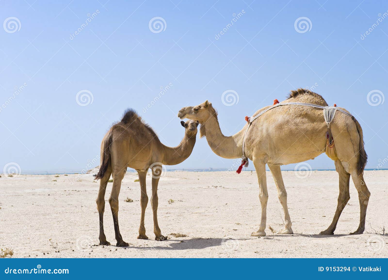 Mother and baby camels stock photo. Image of baby, travel - 9153294