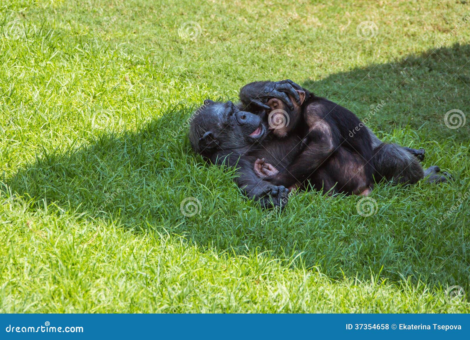 Mother and baby chimps stock photo. Image of family, young - 37354658