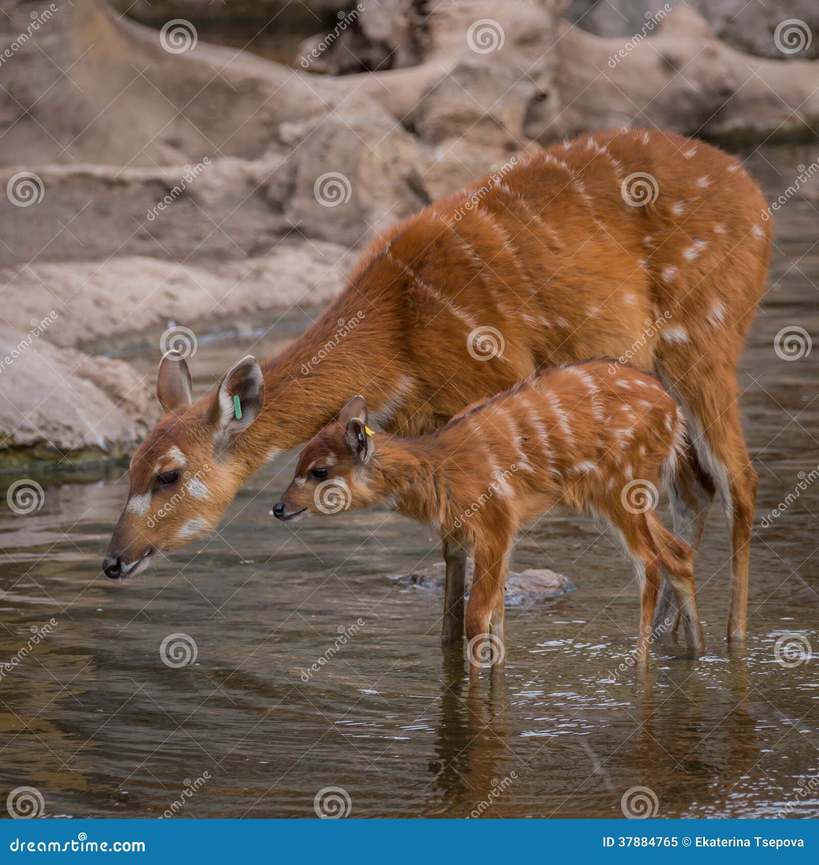 Newborn Deers Bambi And Wild Animals Concept. Fawn Resting. Baby Roe ...