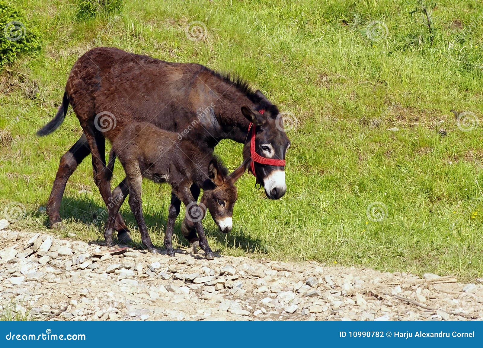 Mother and baby donkey stock photo. Image of domesticade - 10990782