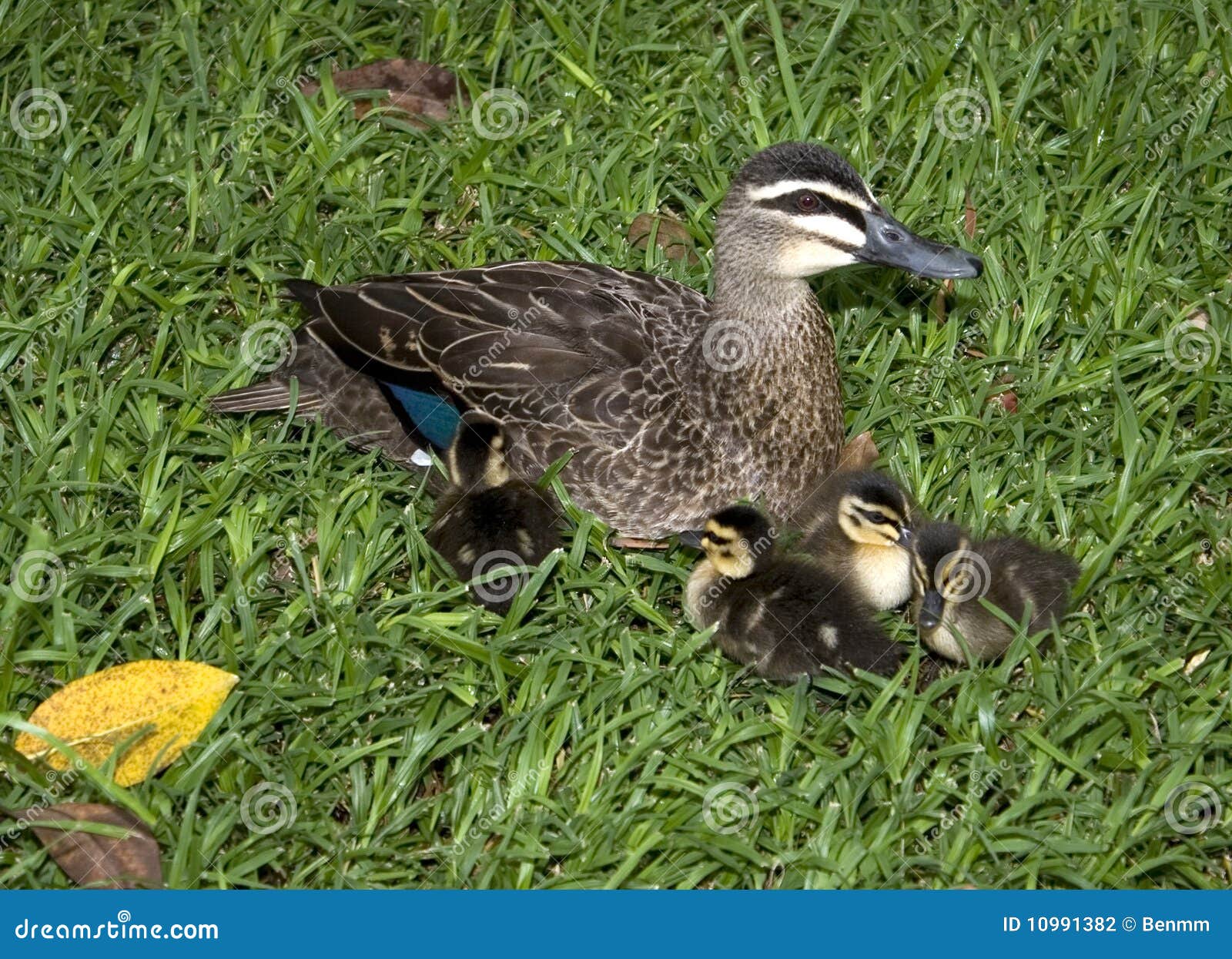 Mother and baby ducks stock photo. Image of wing, ducklings - 10991382