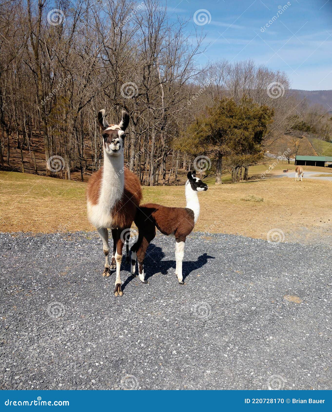 Mother and baby El Paca stock photo. Image of herd, animal - 220728170