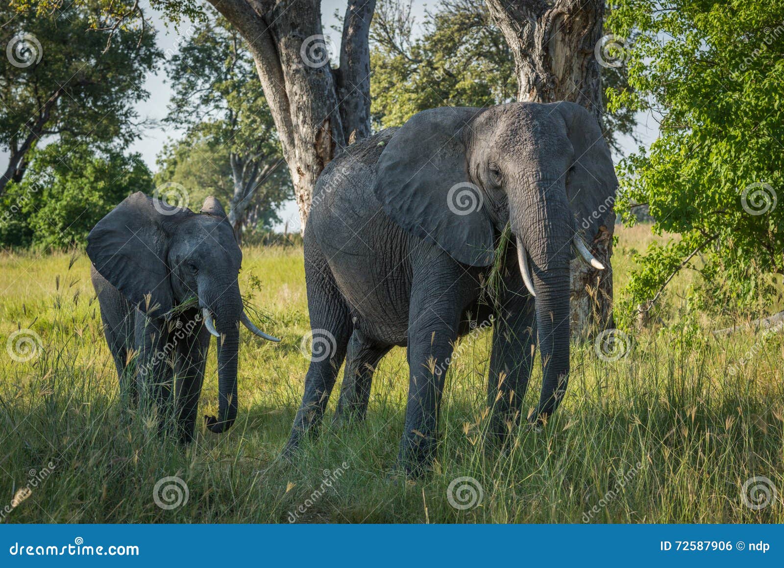 Mother and Baby Elephant Walking through Trees Stock Photo - Image of ...
