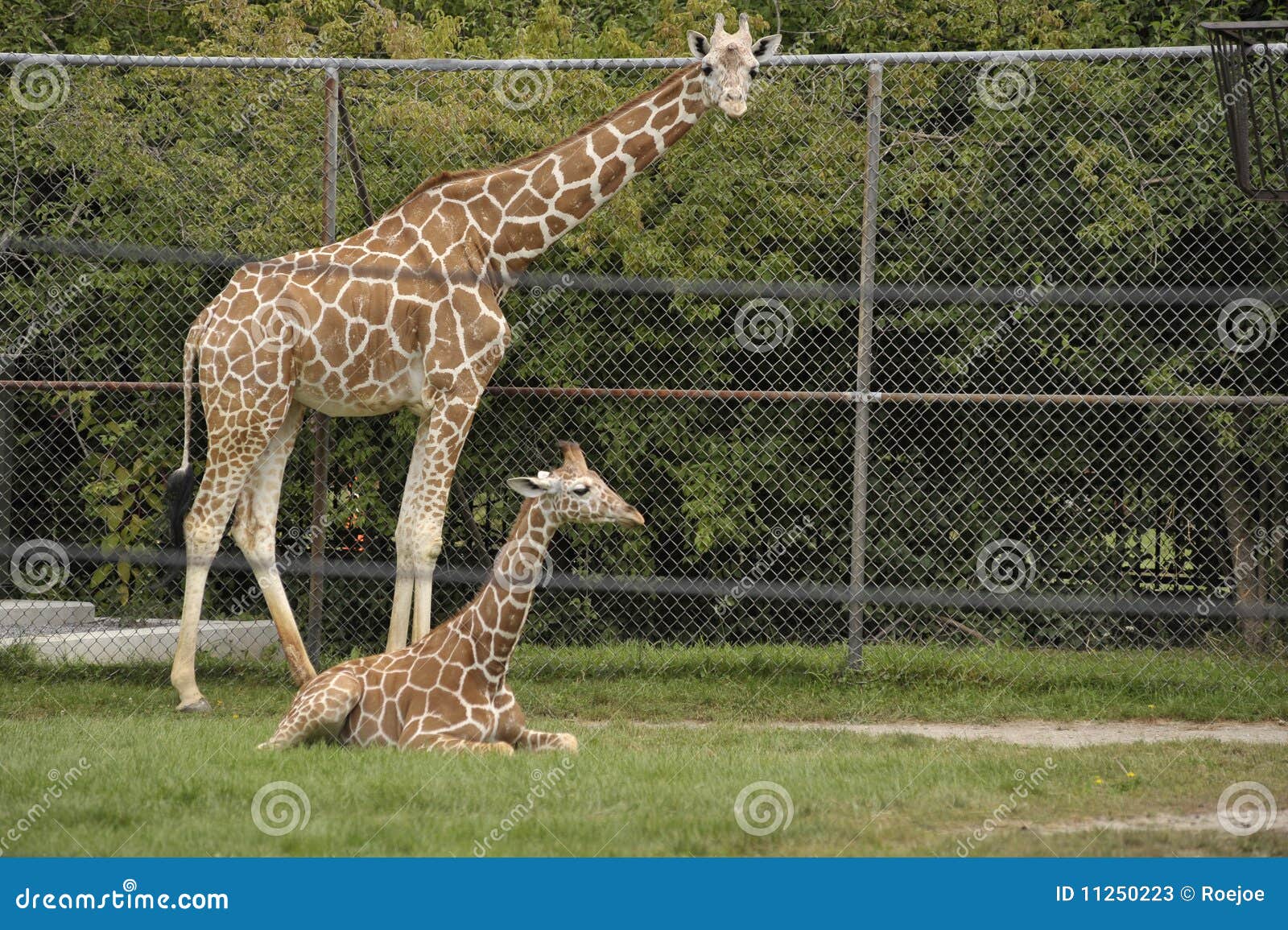 Mother and baby giraffe stock image. Image of wildlife - 11250223