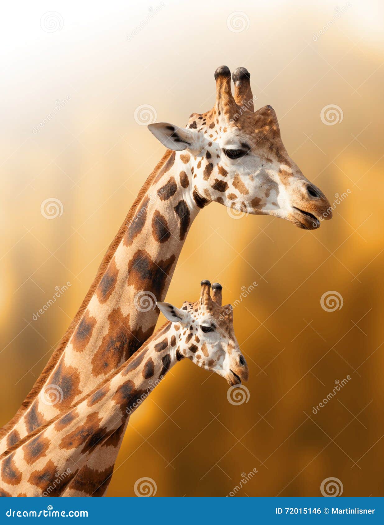 Mother and Baby Giraffe on the Natural Background Stock Photo - Image ...