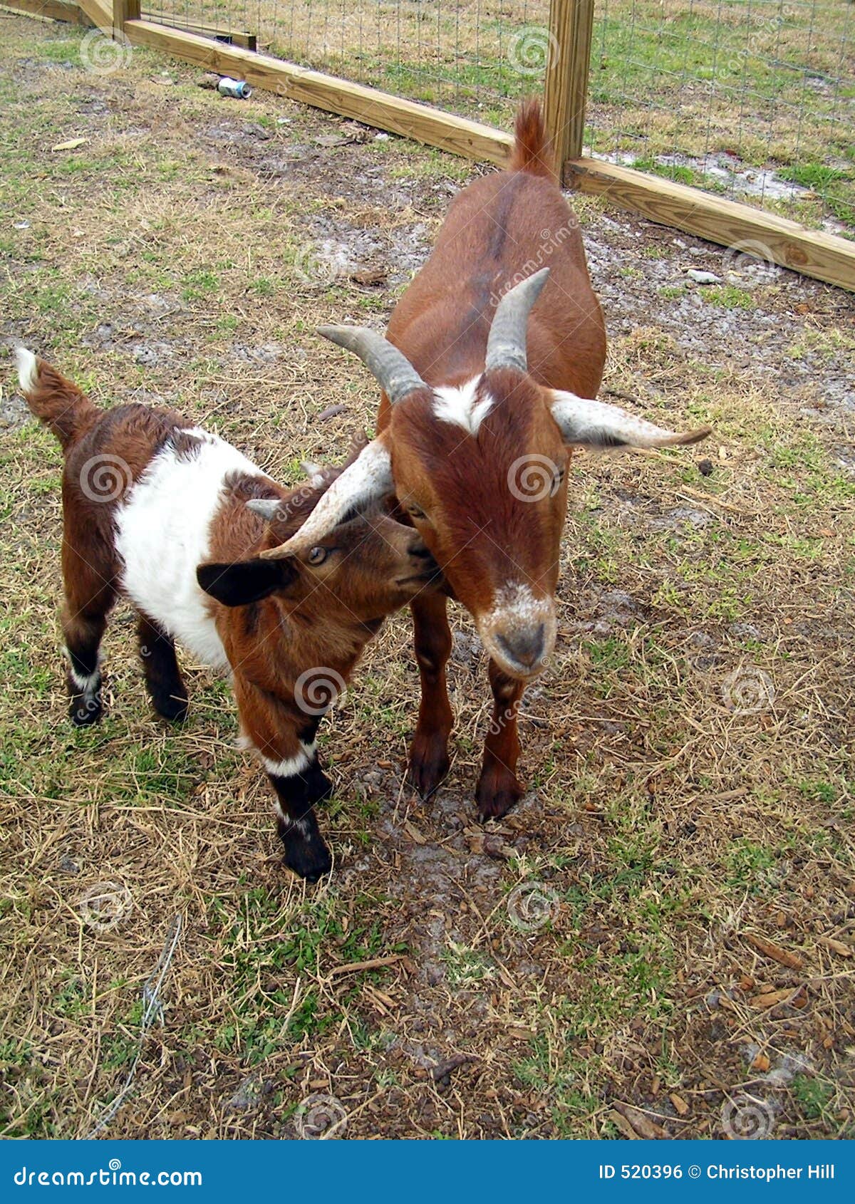 Mother and Baby Goat stock photo. Image of milk, brown - 520396