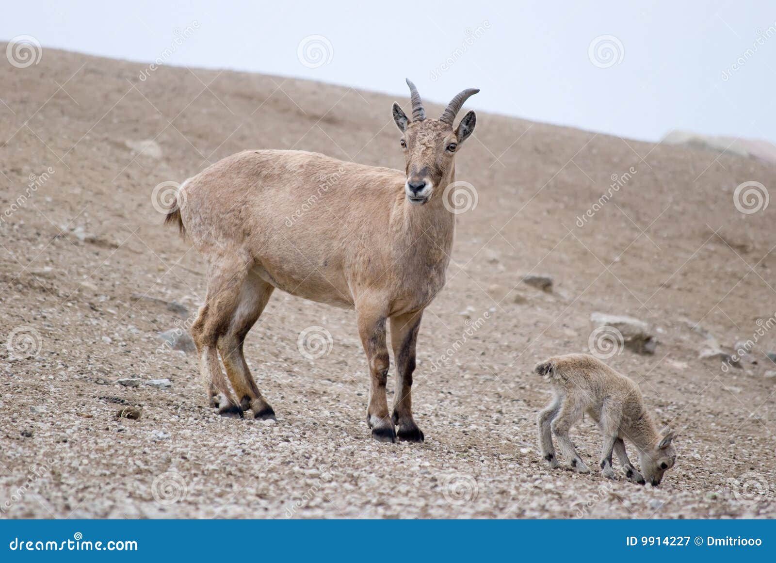 Mother & Baby Goat stock image. Image of animal, elsen029 - 9914227