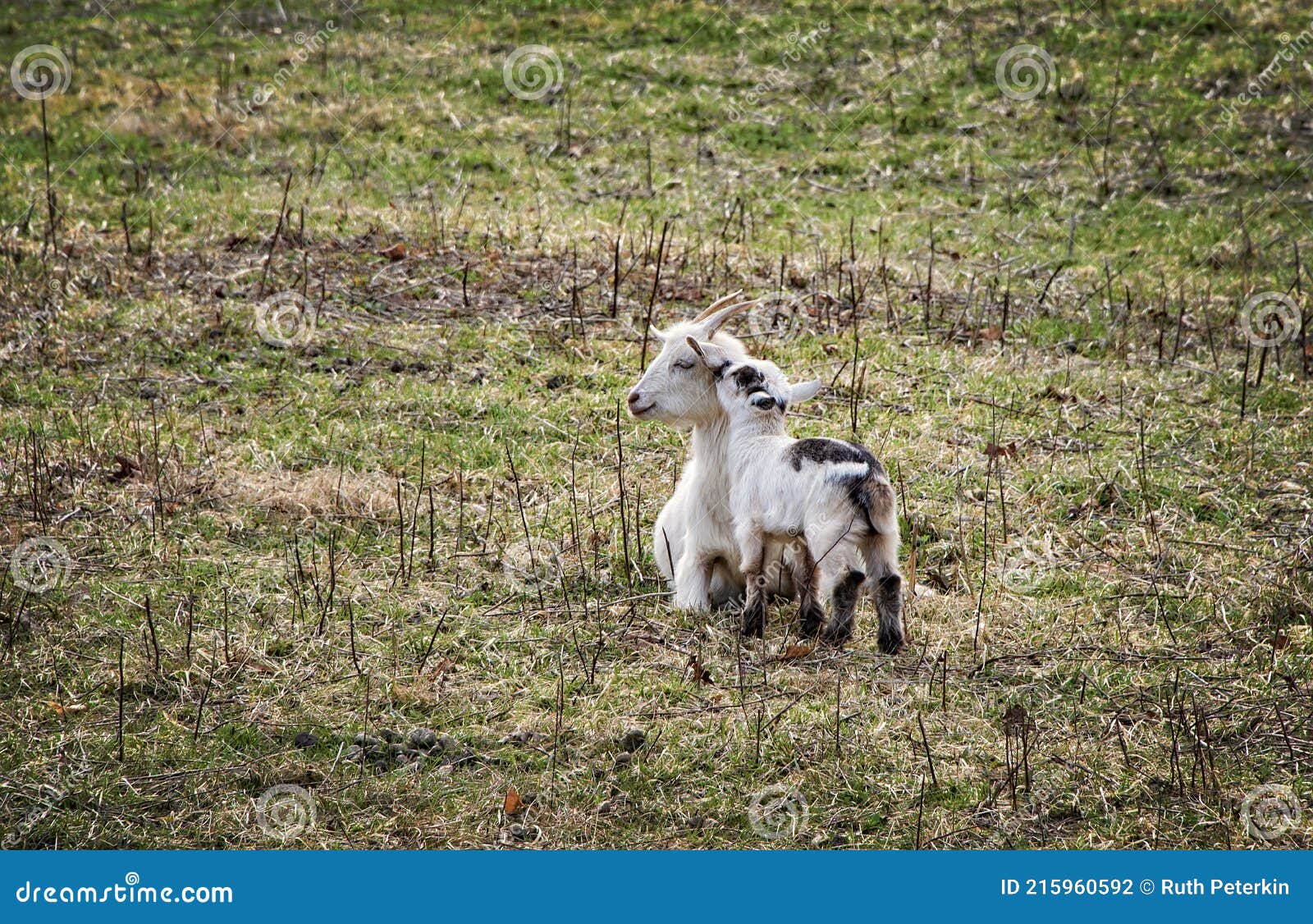 Mother and Baby Goat Loving Stock Photo - Image of love, cute: 215960592