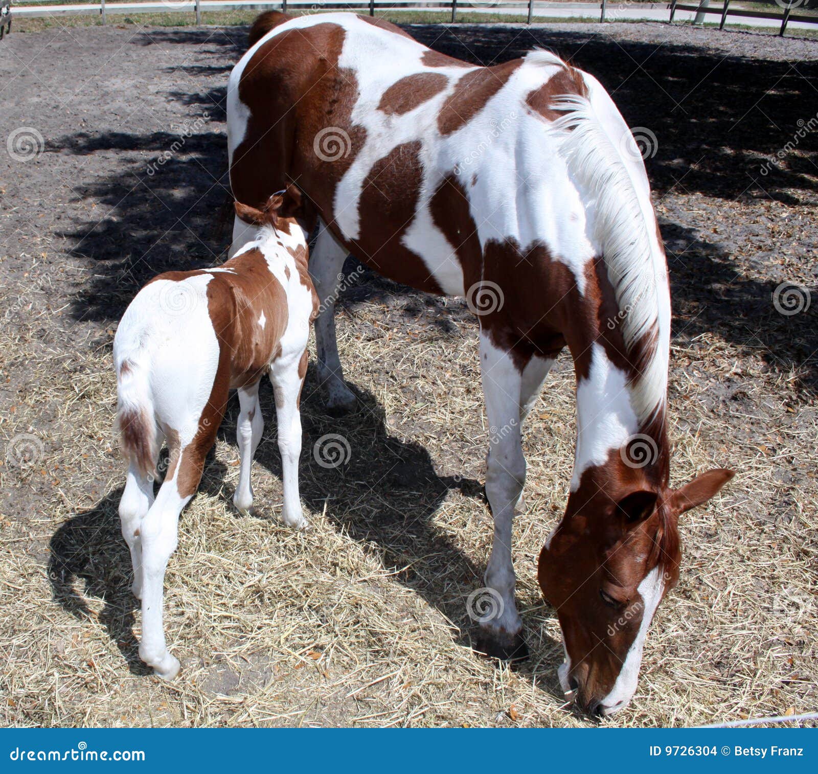 Mother and baby horse stock photo. Image of horses, foal - 9726304
