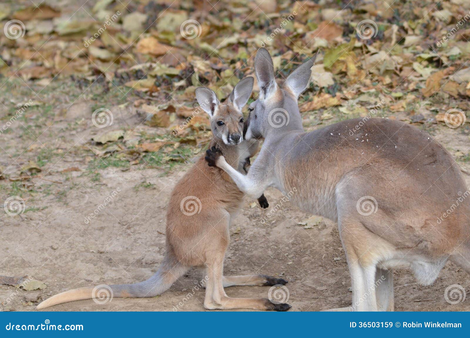 Mother and baby kangaroo 3 stock image. Image of joey - 36503159