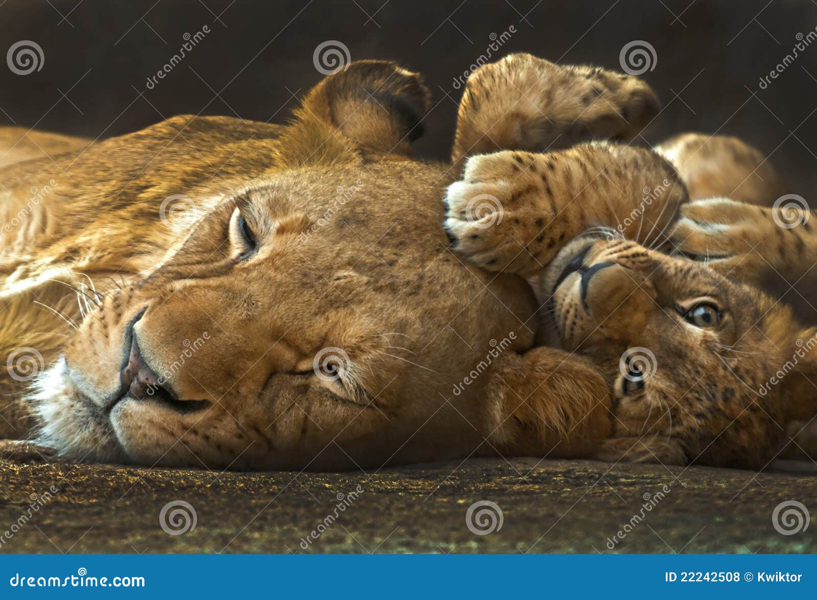 Mother and Baby lion stock photo. Image of male, whisker - 22242508