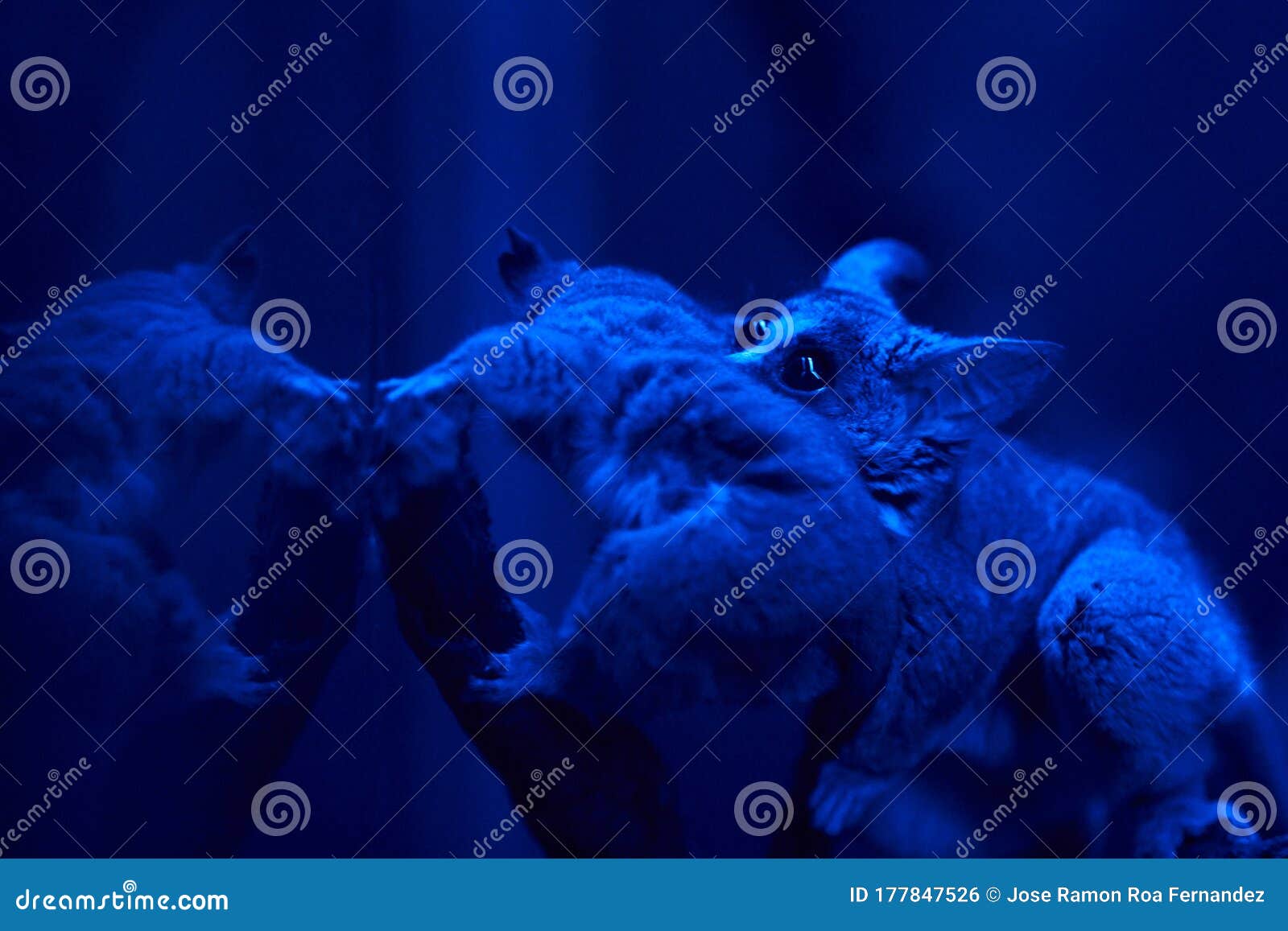 Mother and baby loris stock photo. Image of eyes, arboreal - 177847526