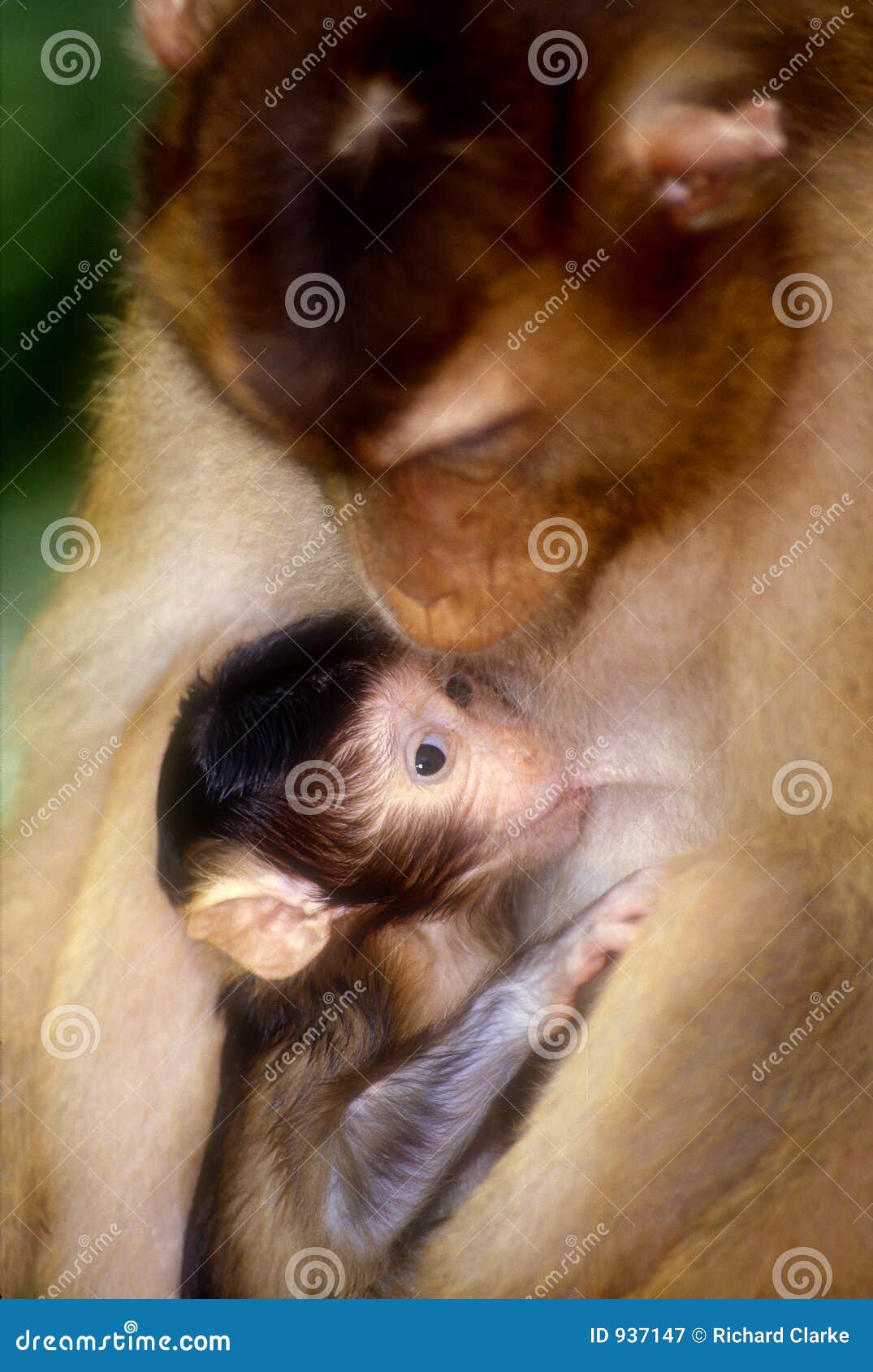Mother and baby macaque stock image. Image of monkey, mother - 937147