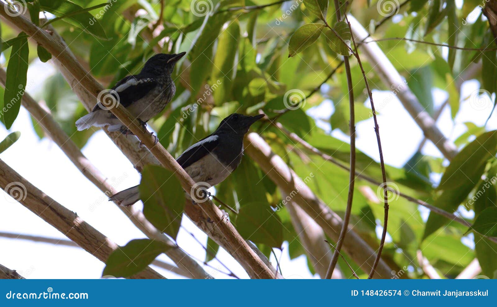 Mother and Baby Magpie Robin Bird on Tree Branch Stock Photo - Image of ...