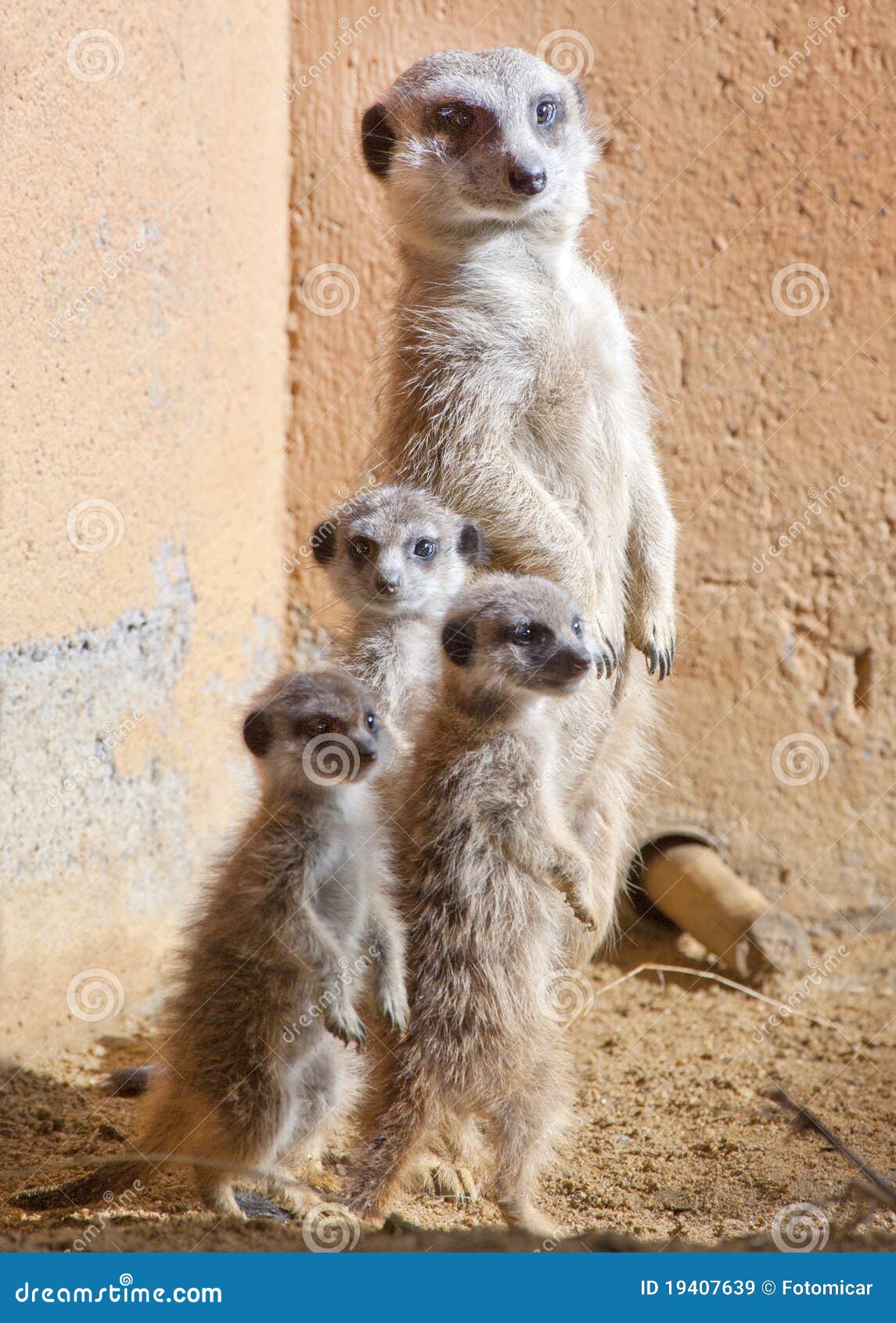 Mother and Baby meerkats stock image. Image of meerkat - 19407639