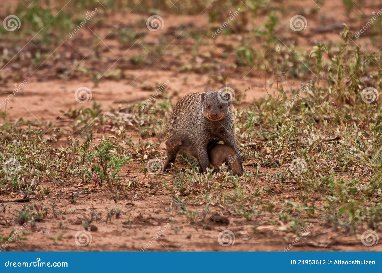 Mother and baby mongoos stock photo. Image of mungo, nose - 24953612