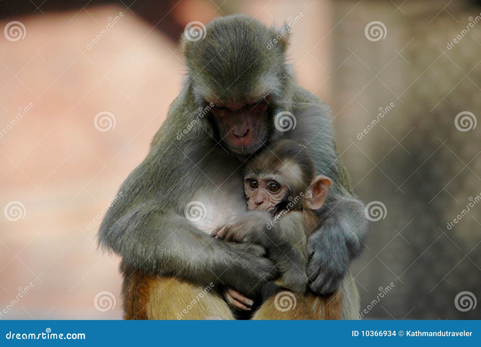 Mother and Baby Monkey stock photo. Image of wild, tourism - 10366934